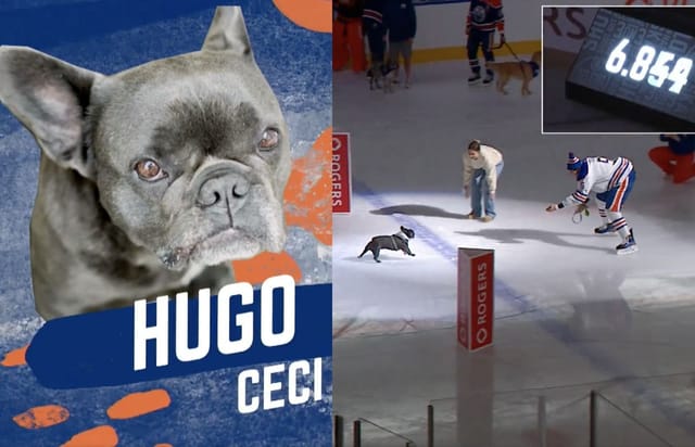"Cute, McDavid's dog said hell nah I'm out": Edmonton Oilers' Ruff Ruff ...