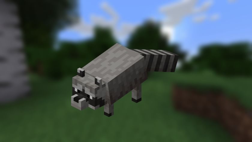 Minecraft player shares how raccoons would be a perfect addition to the ...