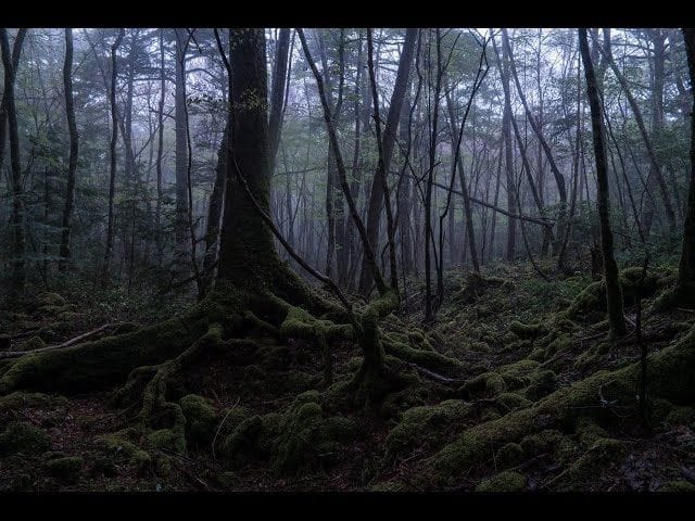 Exploring With Josh's Profile, Net Worth, Age, Height, Relationships, FAQs