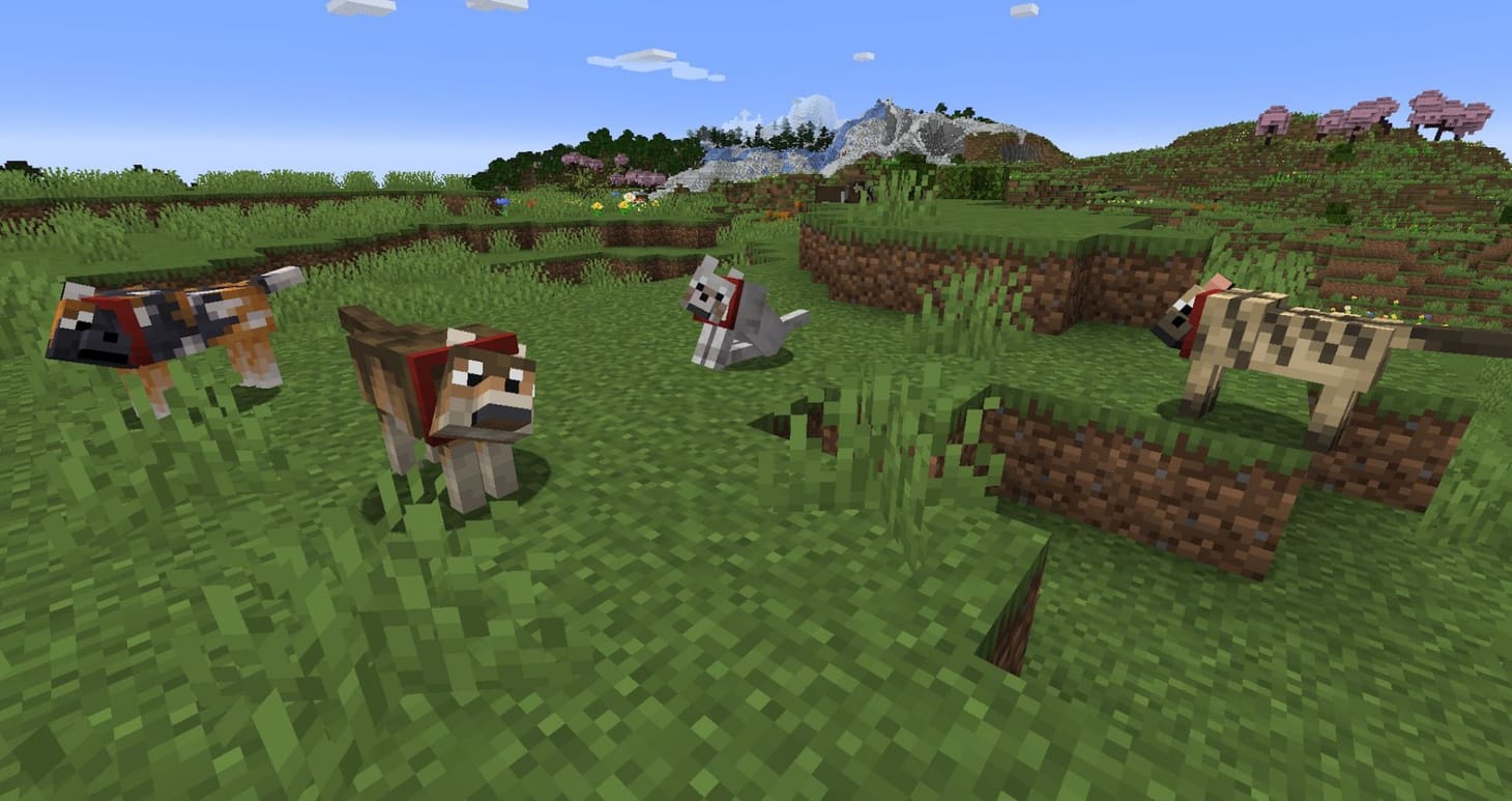 Minecraft wolf update: All wolf related features coming in 1.20.5