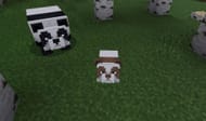 Which Minecraft panda is the rarest?
