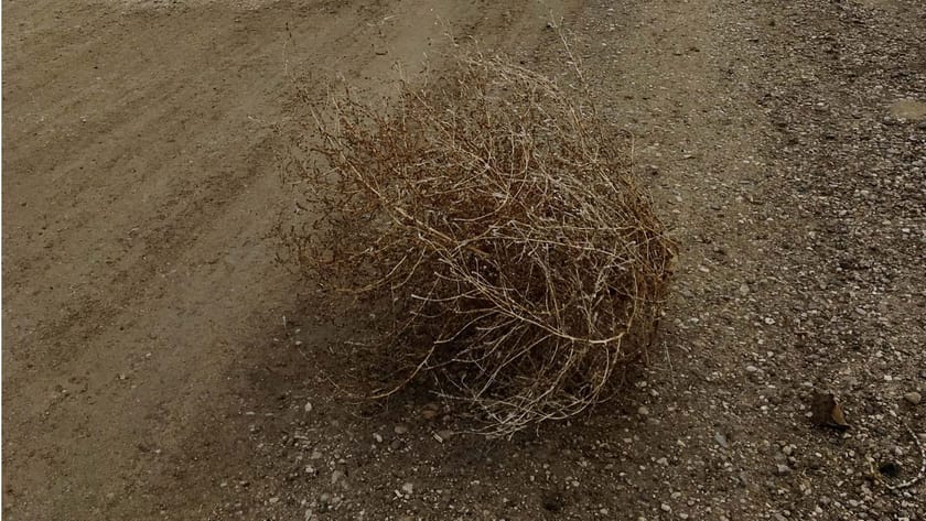 "A very good premise for a horror comedy": Tumbleweed takeover video in ...