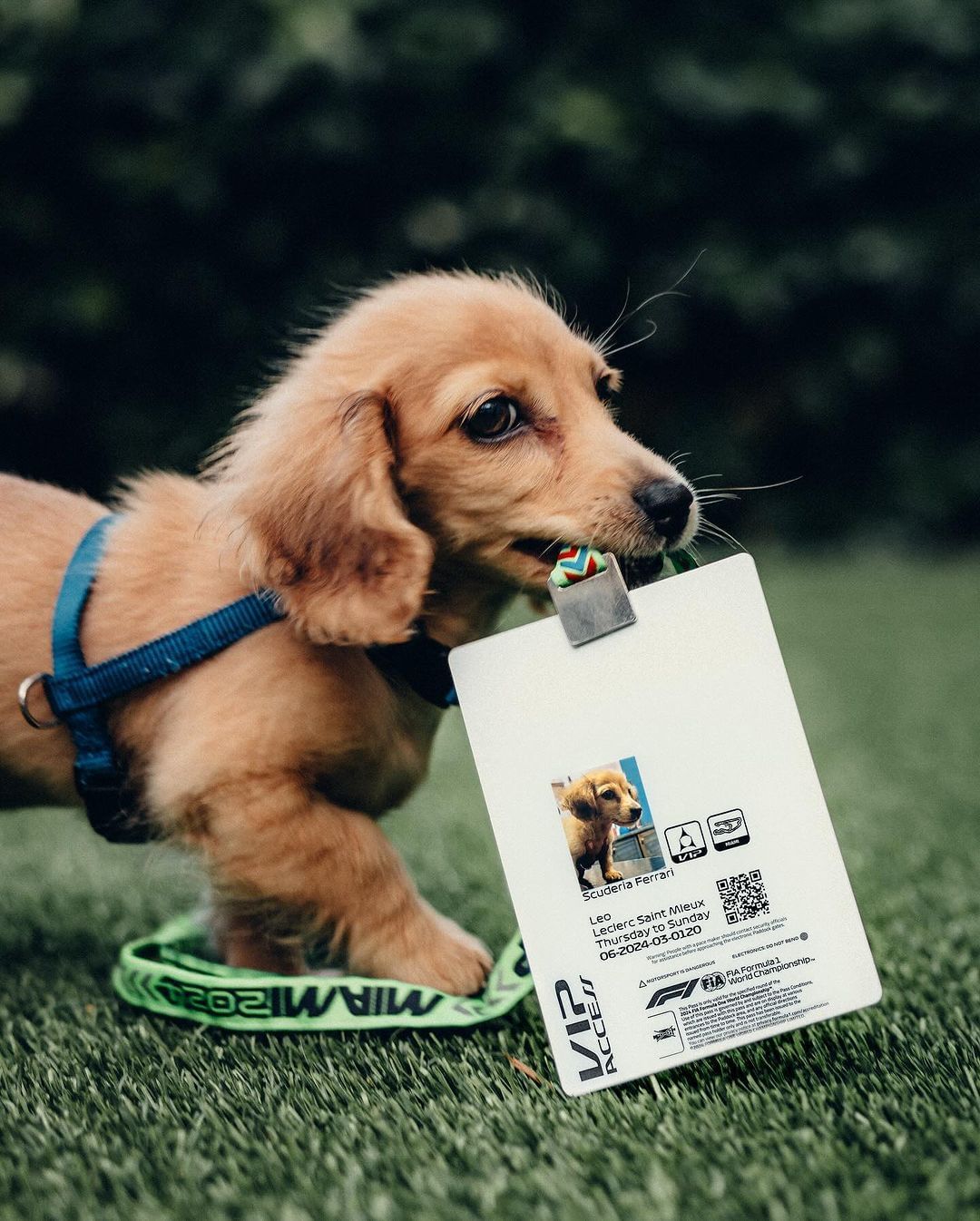 Meet Ferrari F1 superstar Charles Leclerc’s pet dog, Leo