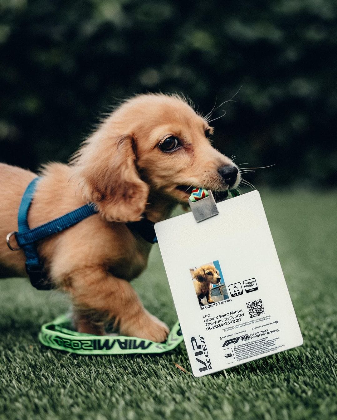 Meet Ferrari F1 superstar Charles Leclerc’s pet dog, Leo