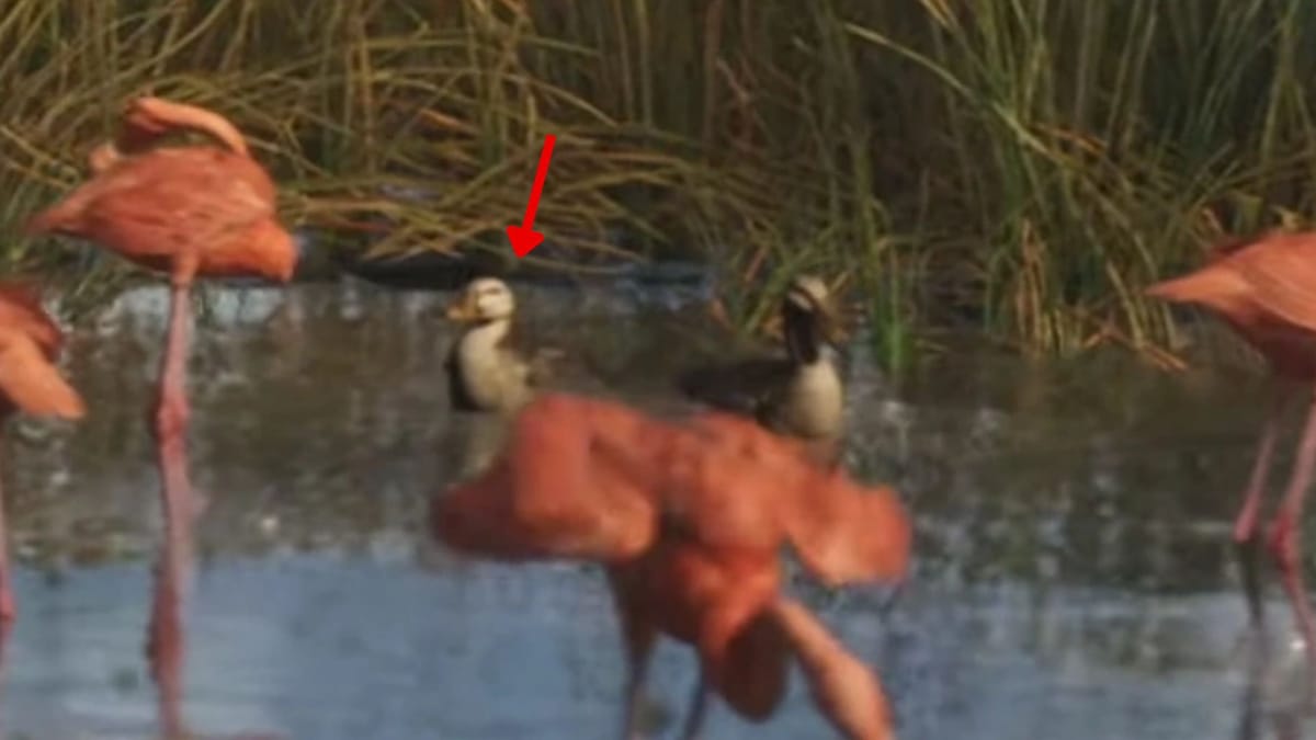 10 animals confirmed to appear in GTA 6 based on trailer