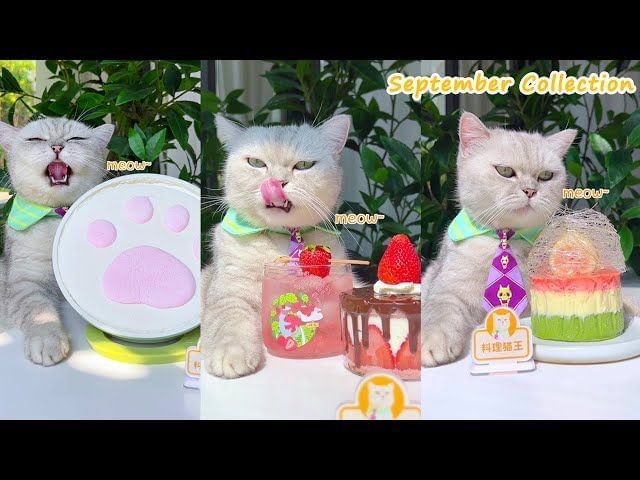 Who is Chef CatChangAn?