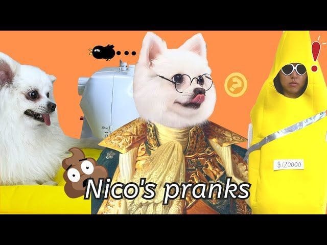 Who is Nico The Pomeranian?