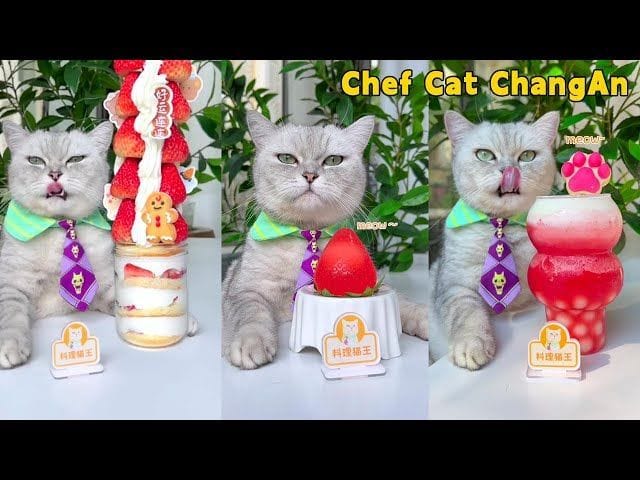 Who is Chef CatChangAn?