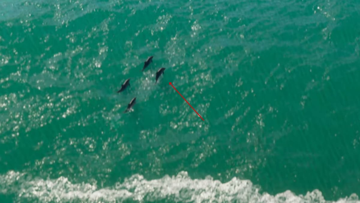 10 animals confirmed to appear in GTA 6 based on trailer