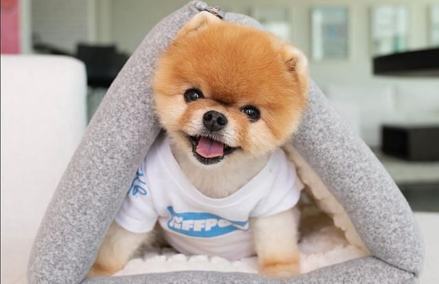Jiffpom's Net Worth