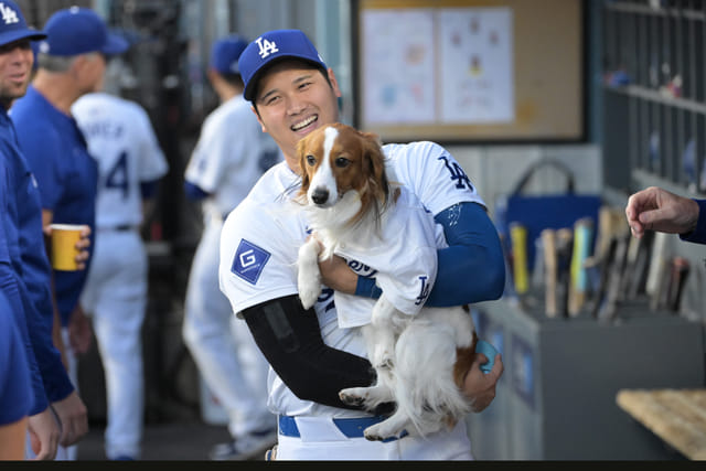 Watch: Shohei Ohtani's dog Decoy delivers adorable ceremonial first ...