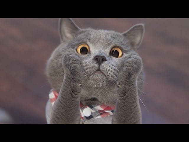 Who is AaronsAnimals?
