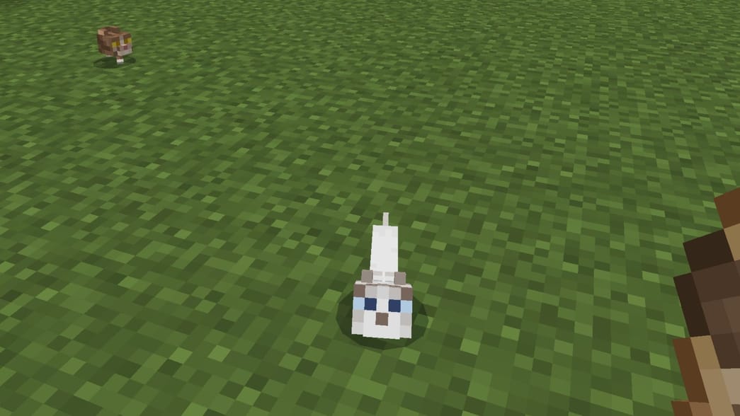 Where do cats spawn in Minecraft?