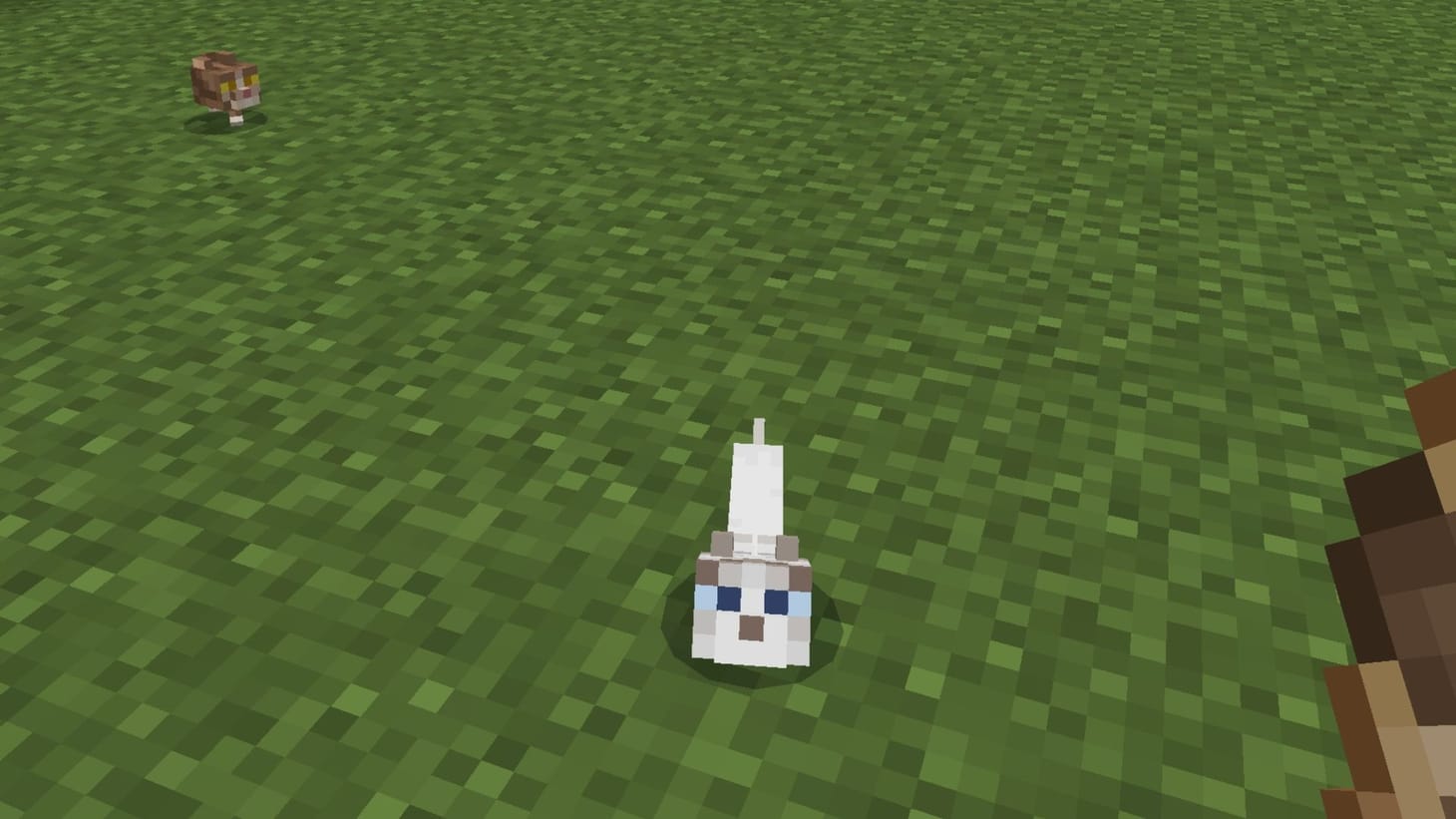 Where do cats spawn in Minecraft?