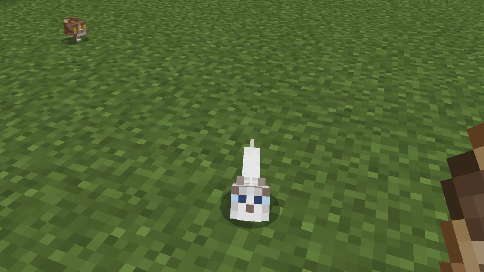 Where do cats spawn in Minecraft?