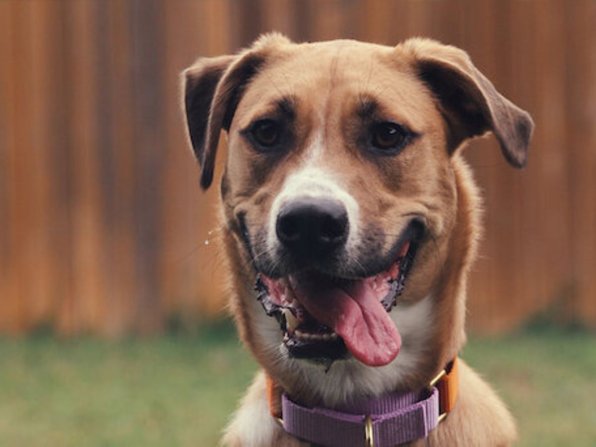 Inside the Mind of a Dog (2024) - Full list of cast