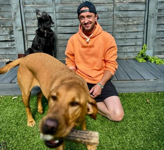 Tom Felton's Age, Bio, Net Worth, Career, Personal Life and FAQs