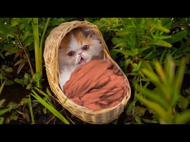 Who is AaronsAnimals?