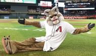 Arizona Diamondbacks Mascot - D. Baxter the Bobcat's History, Funny ...