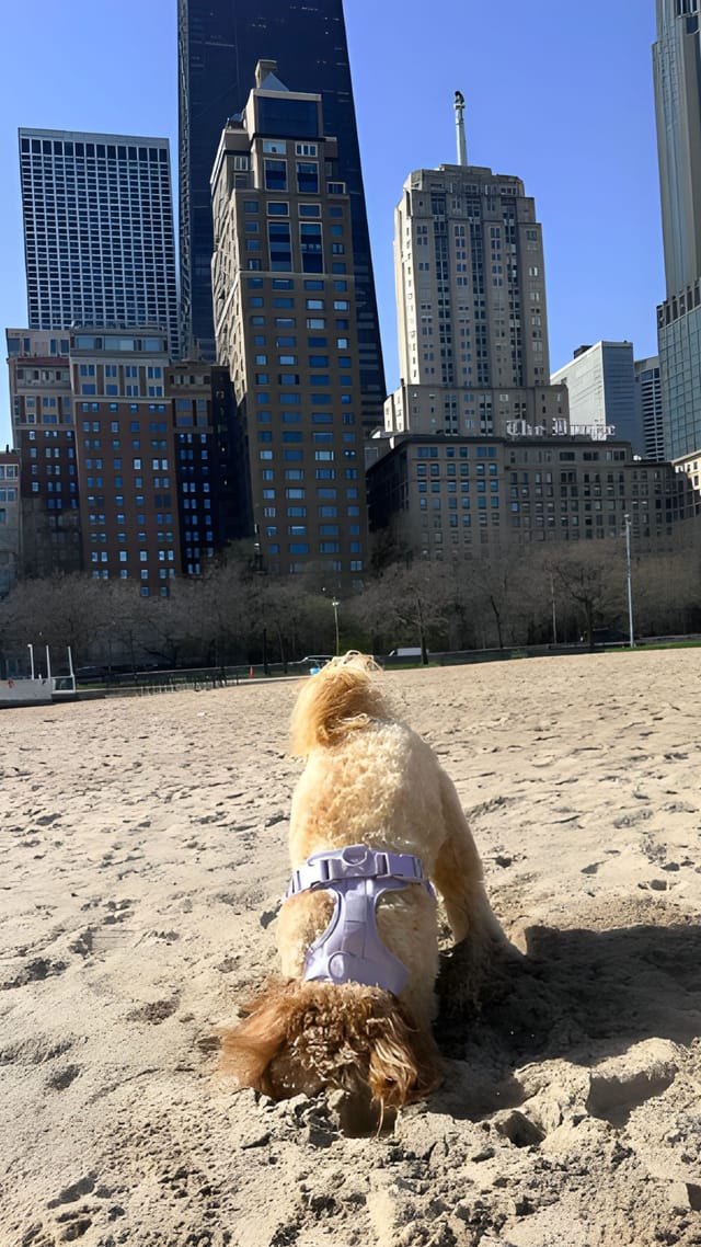 In Photos: Jalen Brunson's wife Ali Brunson drops touching 'pregnancy ...