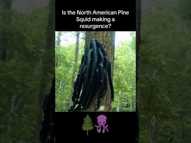 Fact Check: Is the North American Pine Squid real or fake? Viral video ...