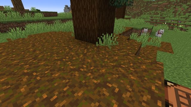 Podzol in Minecraft: Everything players need to know