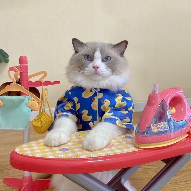 Who is That Little Puff's Owner, Lynch Zhang?