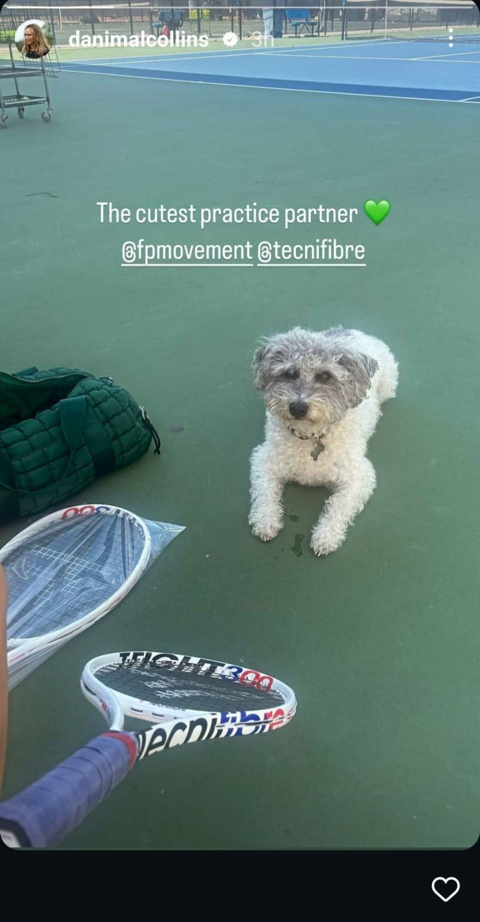 "Cutest practice partner" - Danielle Collins hits the court with pet ...
