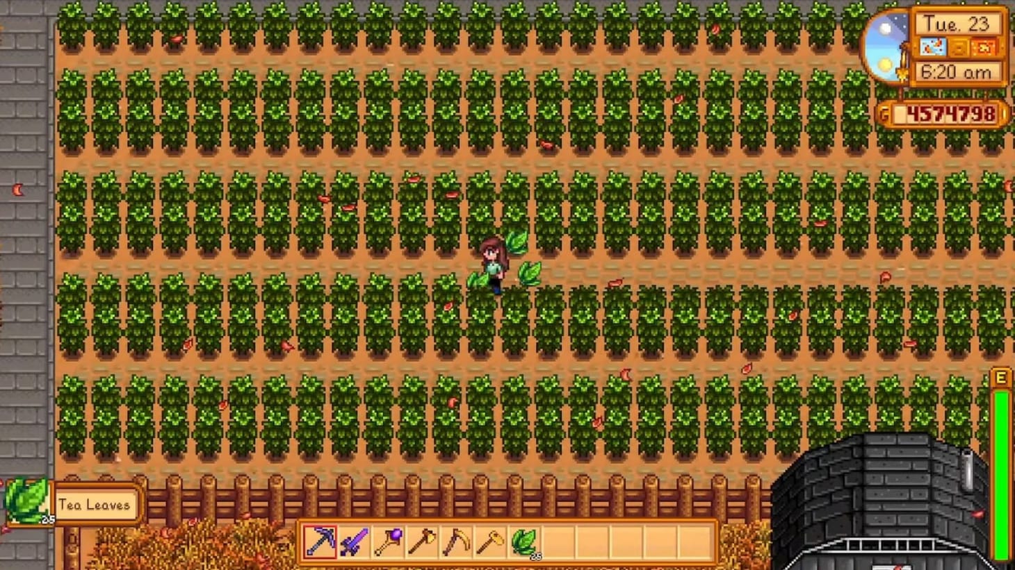 How to get Tea Saplings in Stardew Valley
