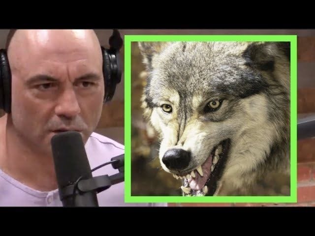 Wolf attack: Joe Rogan explains how wolf attacks forced a "ceasefire ...