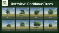 All tree types in Farming Simulator 25
