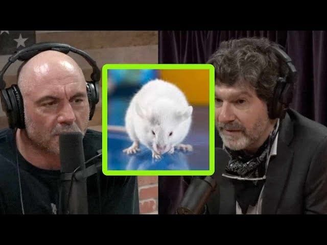 Joe Rogan looks back at "completely ridiculous and unethical" 'Rodent ...