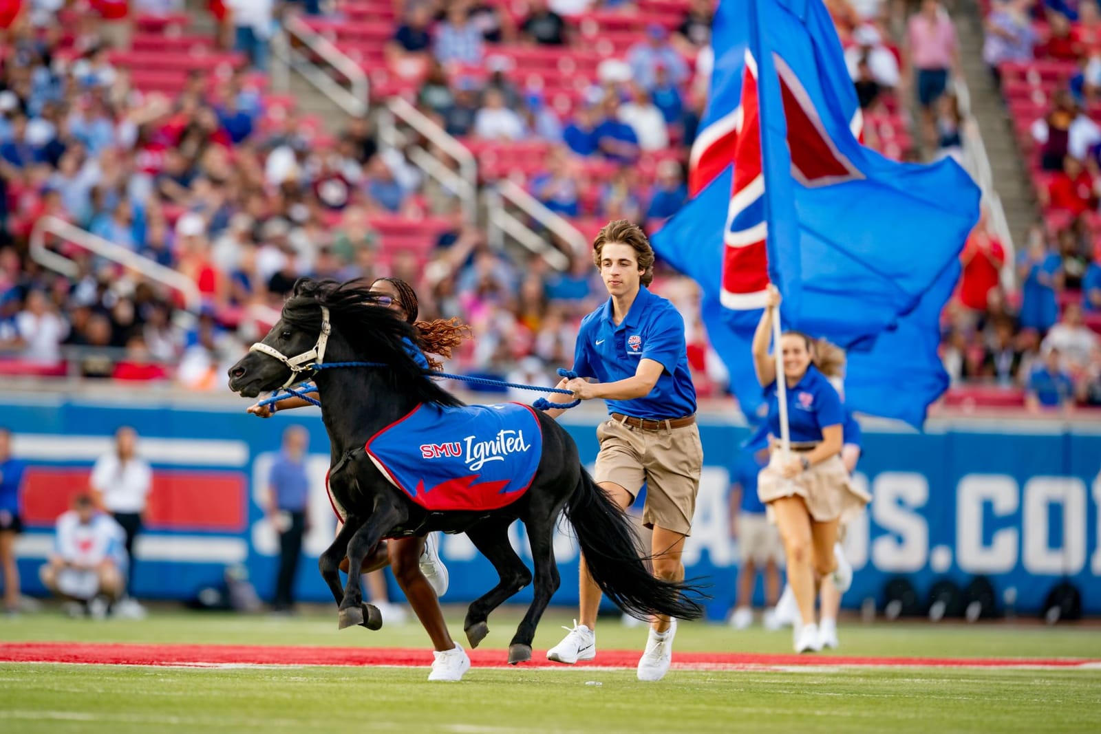 SMU Mustangs Football Mascot - The Peruna History, Traditions and More