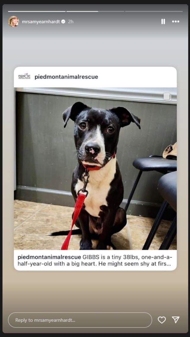 Amy Earnhardt urges her 296,000 followers to adopt dog that was sent to ...
