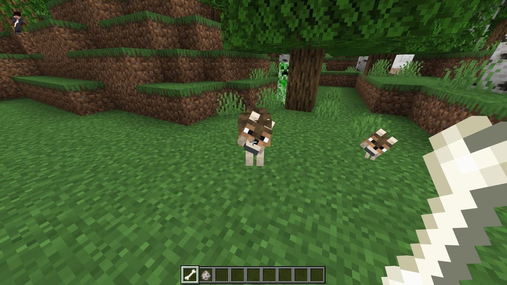 Where do wolves spawn in Minecraft?