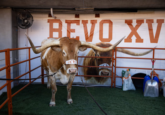 bevo: Is Texas mascot Bevo allowed at Cotton Bowl? Looking at ...