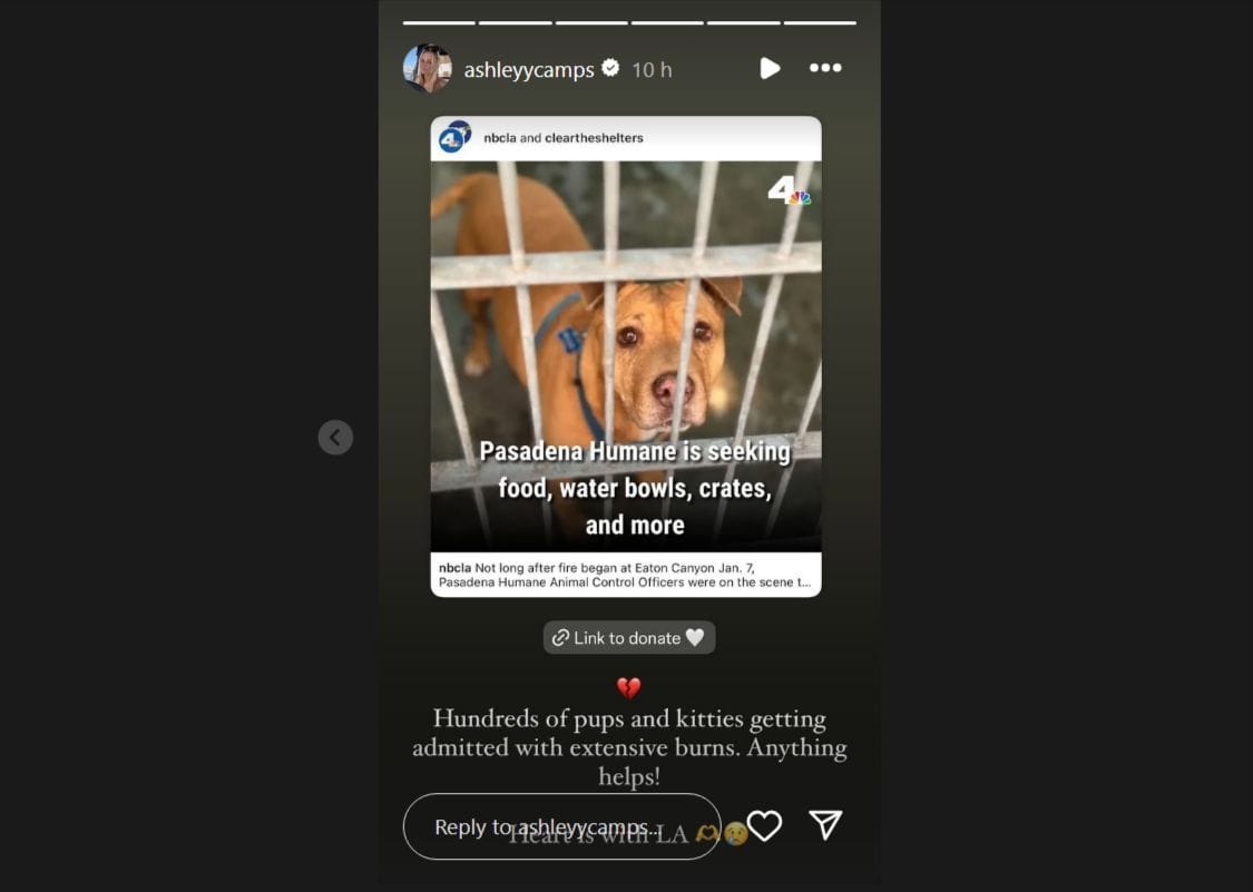 Jack Campbell’s wife Ashley urges urgent support for animals with ...