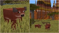 Minecraft announces two new cow variants for upcoming game drop