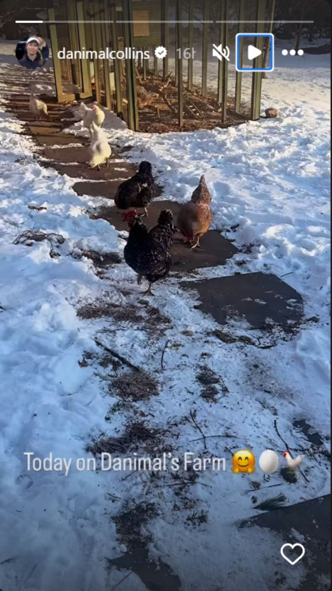 Danielle Collins snuggles with her "baby son" Quincy, days after ...