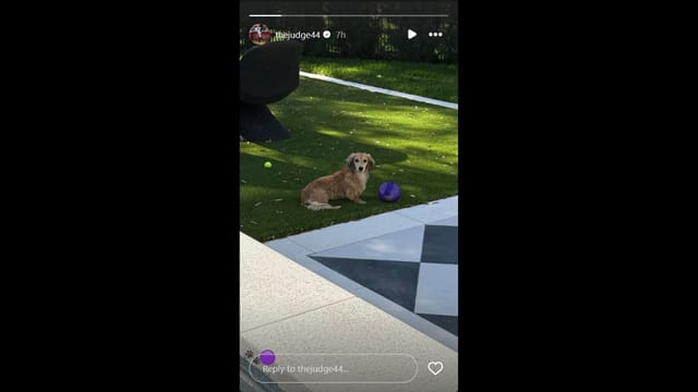 Aaron Judge melts hearts with sweetest off-field moments ft. his furry ...