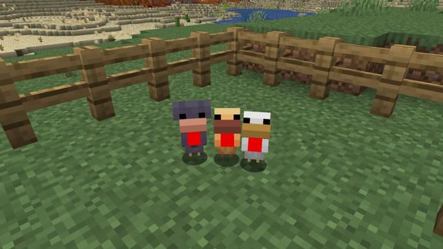 Minecraft chicken variants: Everything you need to know