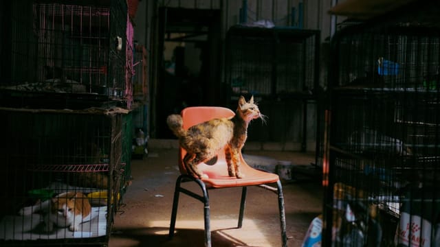 Who is Sheryl Ruthven and what did she do? Details about The Curious ...