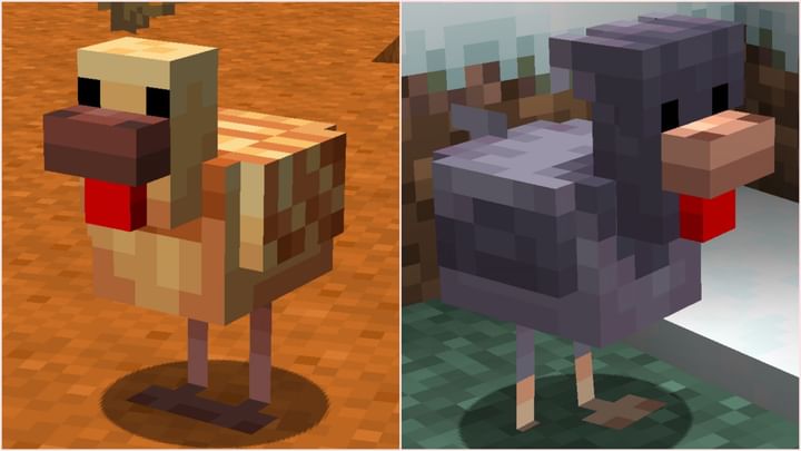 Cold vs warm chickens in Minecraft: What's the difference?