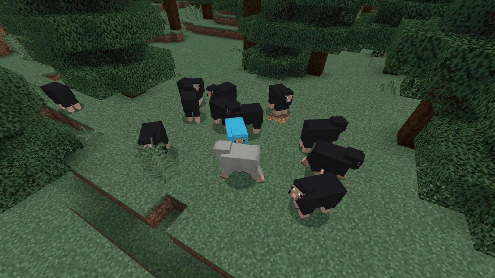 Where to find all sheep in Minecraft