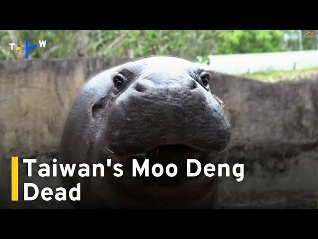 Did Moo Deng die? Claim explored as internet raises concern online