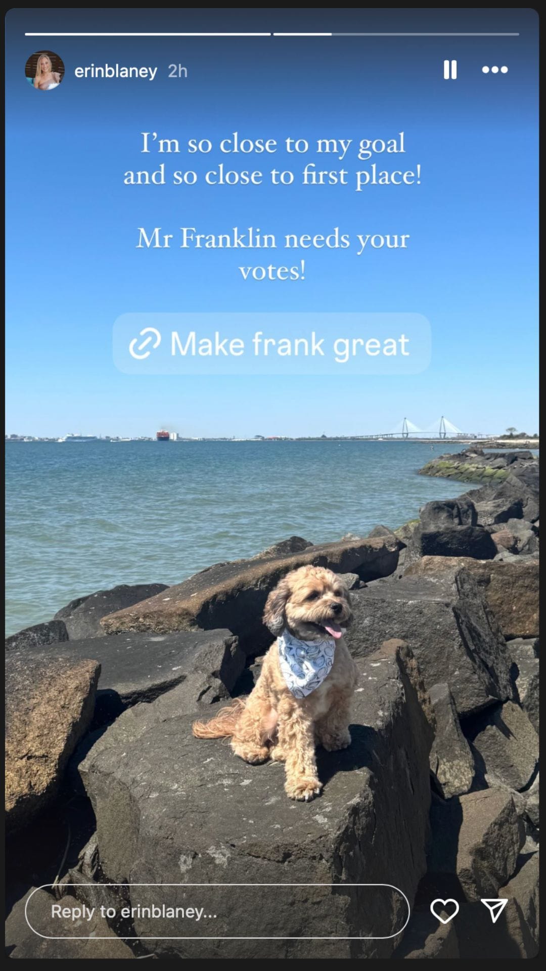 Erin Blaney enrolls her pet for the “coolest dog in Charlotte” competition