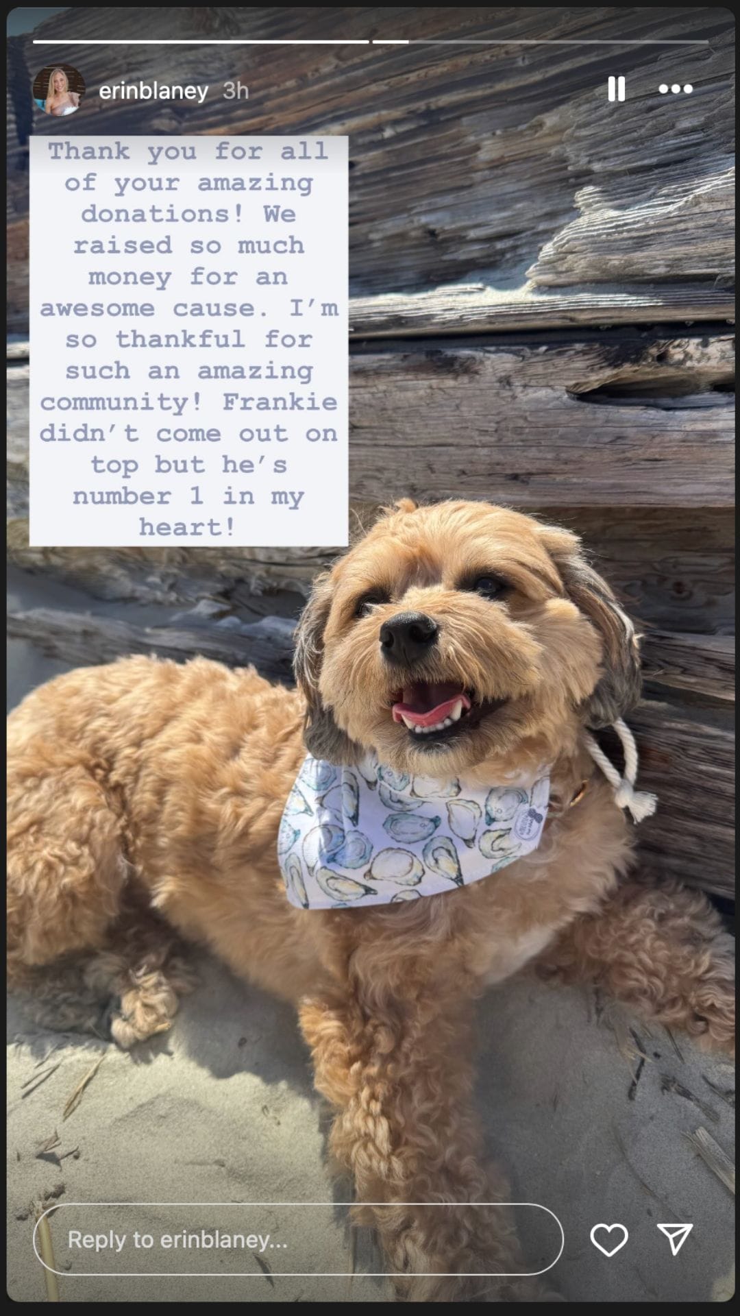 Erin Blaney discloses results from “coolest dog in Charlotte” competition