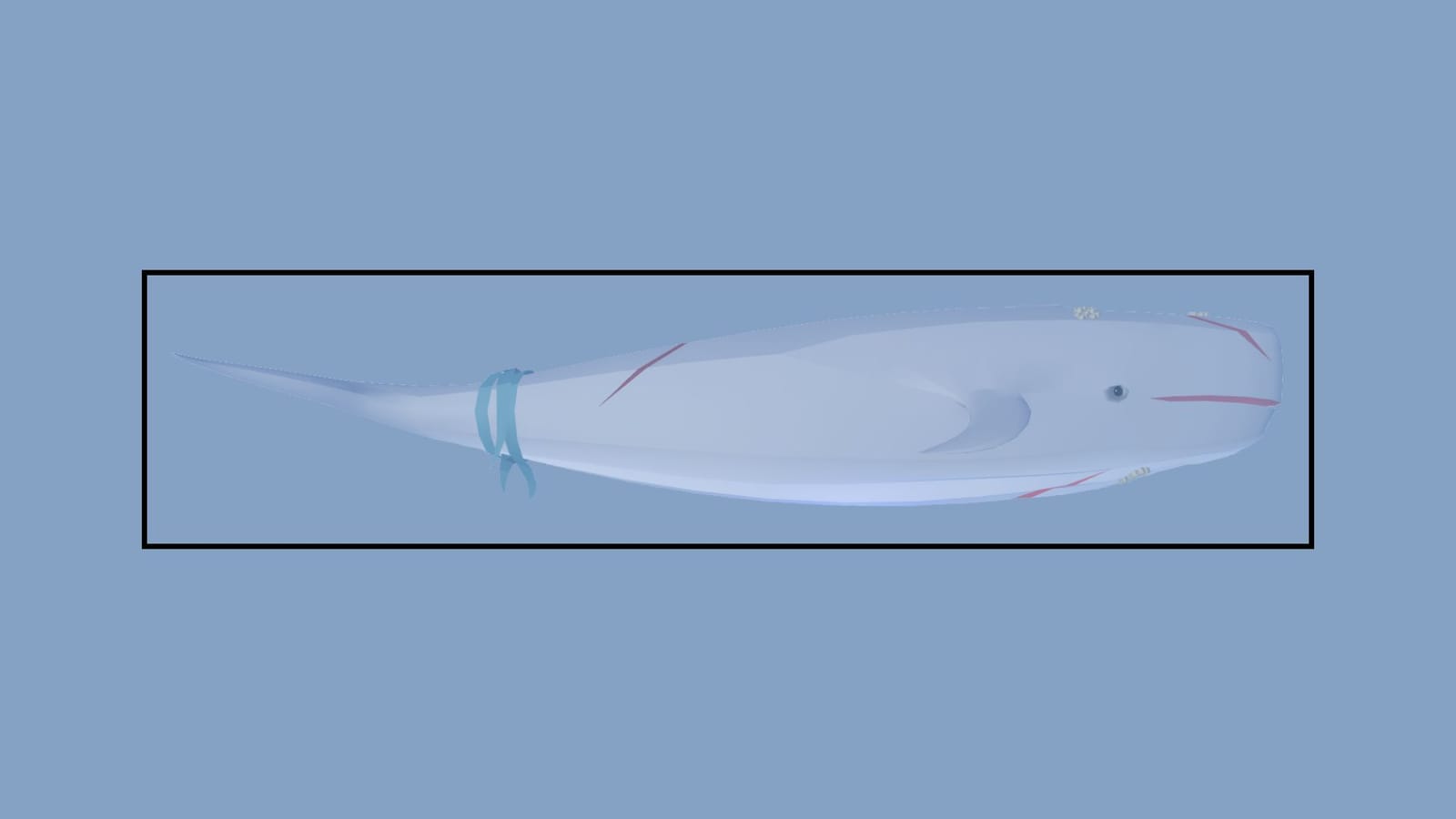 Fisch Whale Migration event guide