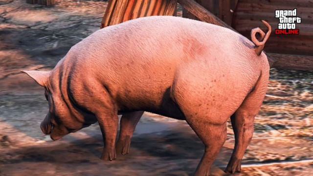 GTA Online Pig locations: Where to find them?