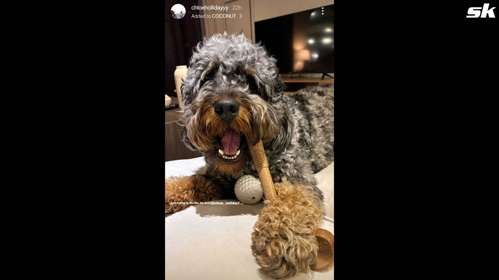 Jackson Holliday's wife Chloe captures furry baby Coconut imitating his ...